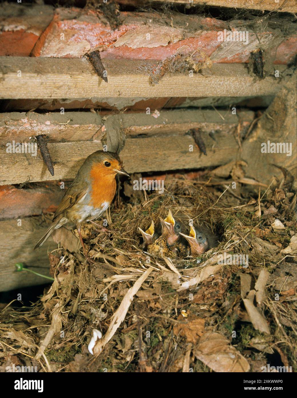 European robin nest erithacus hi-res stock photography and images - Alamy