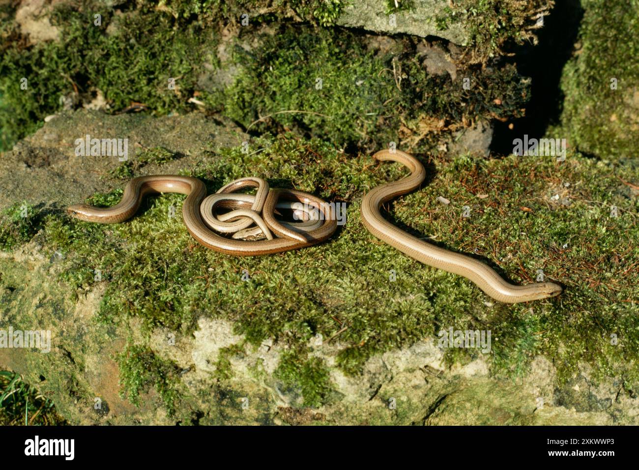 SLOW WORMS - emerging from hibernation Stock Photo - Alamy