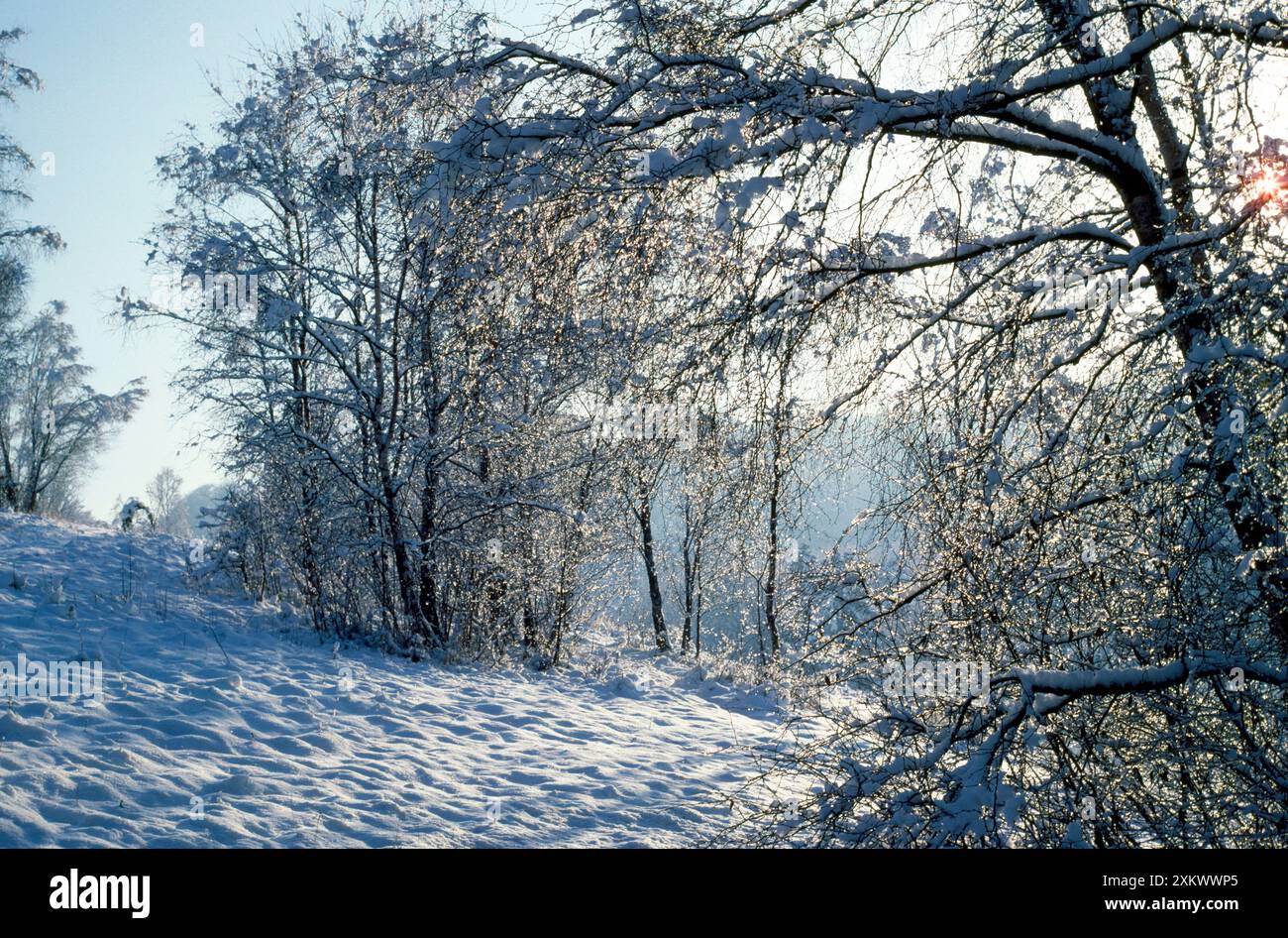 Snow - Birch Trees in winter Stock Photo - Alamy