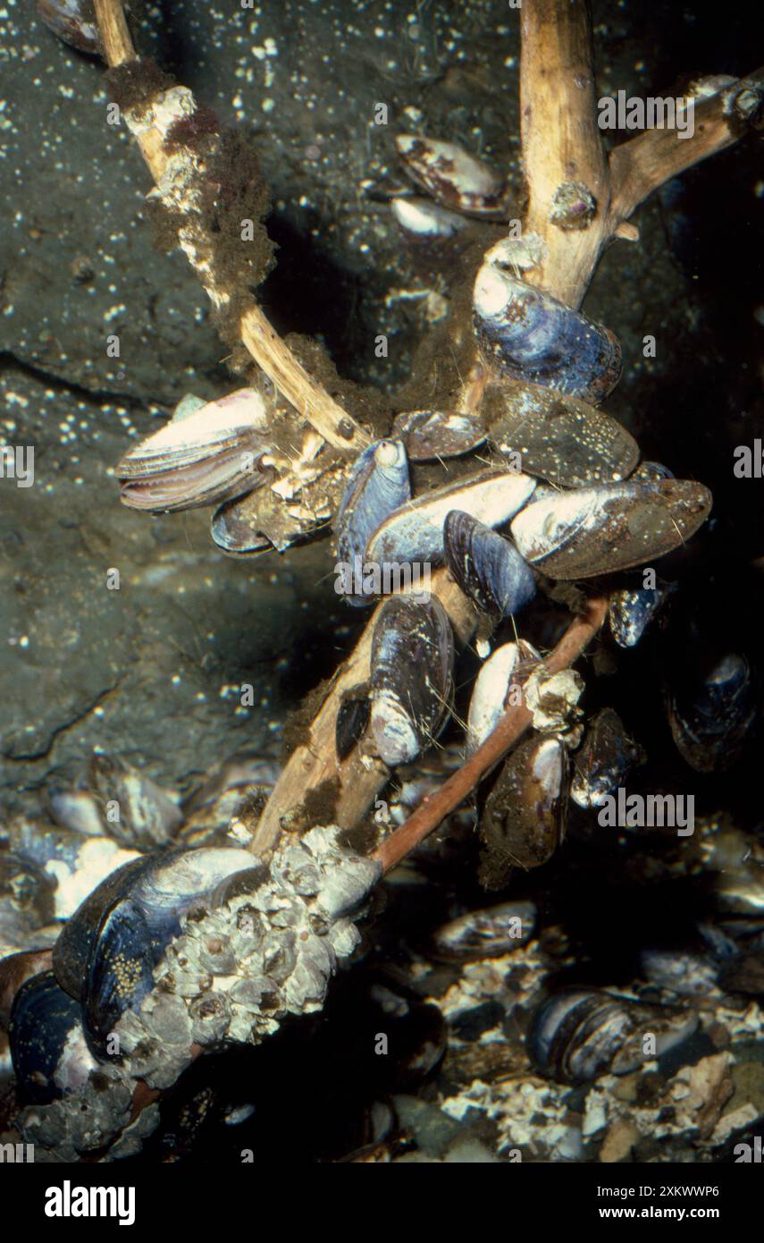 Underwater water wildlife hi-res stock photography and images - Alamy