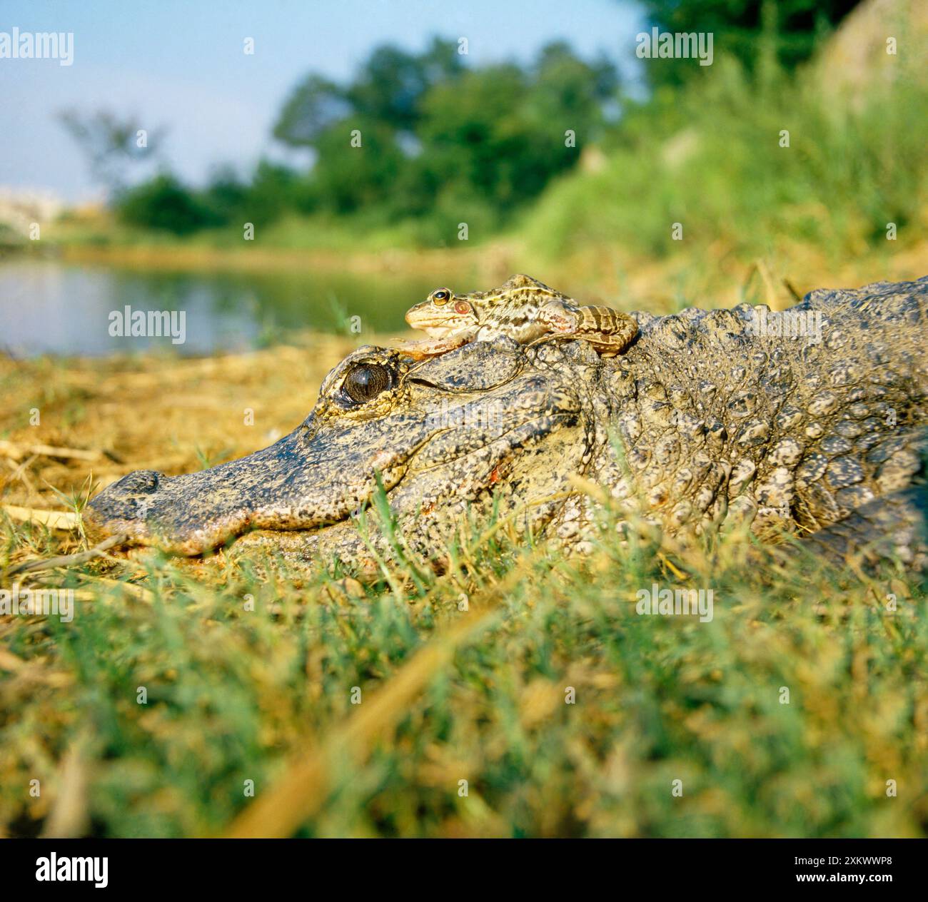 Chinese Alligator - With Frog on Alligator's head Stock Photo - Alamy