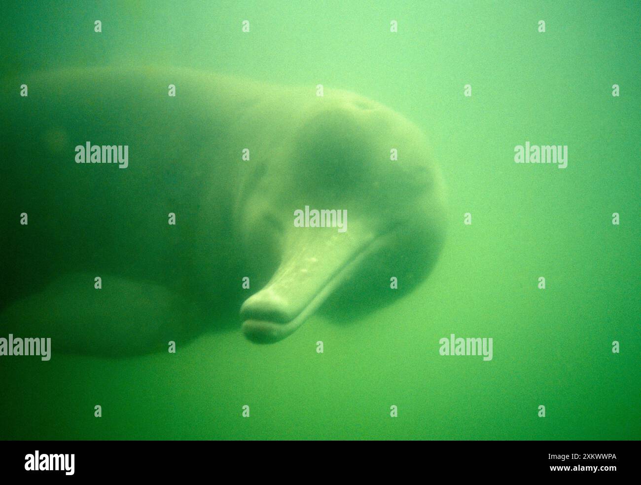 CHINESE RIVER / White Flag / Baiji / Whitefin / Yangtze DOLPHIN ...