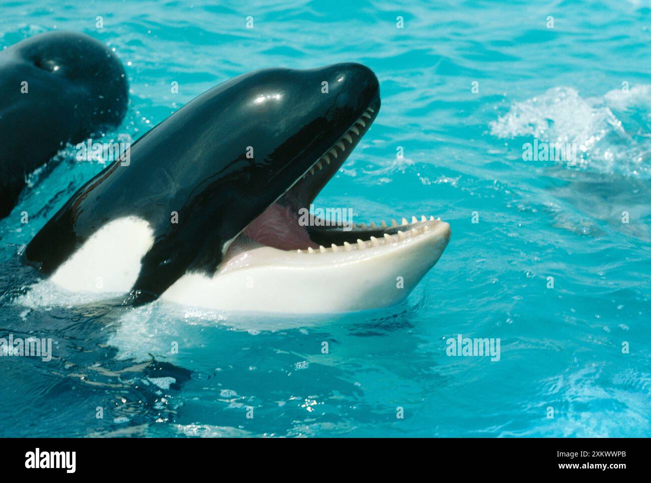 Orcinus orca mouth hi-res stock photography and images - Alamy