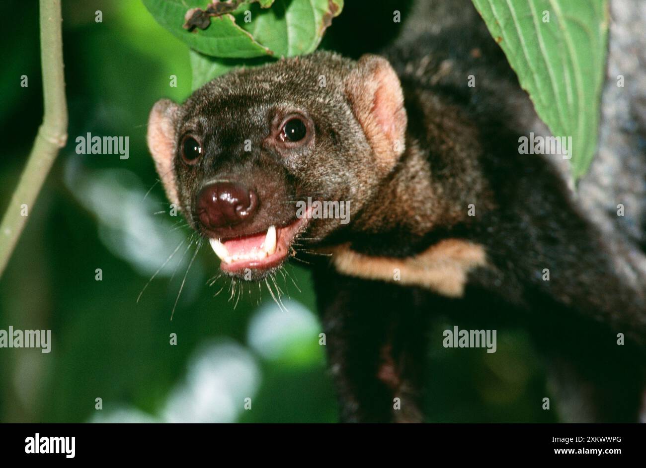 TAYRA - Male in rainforest Stock Photo - Alamy