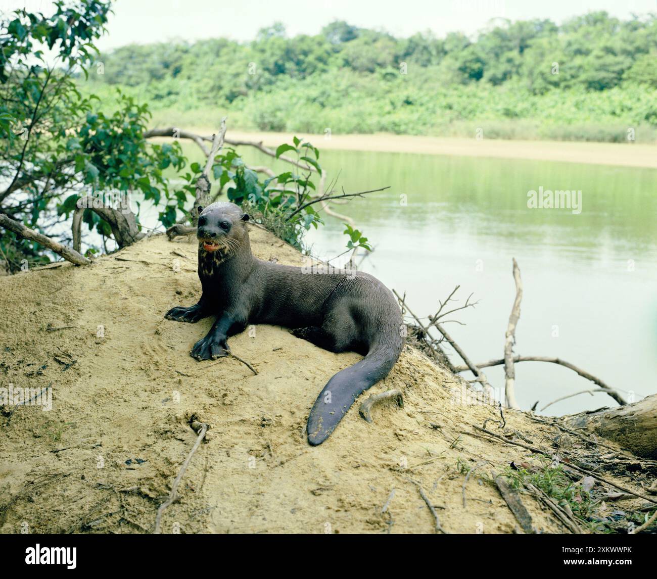 Animals mammals river otter hi-res stock photography and images - Alamy