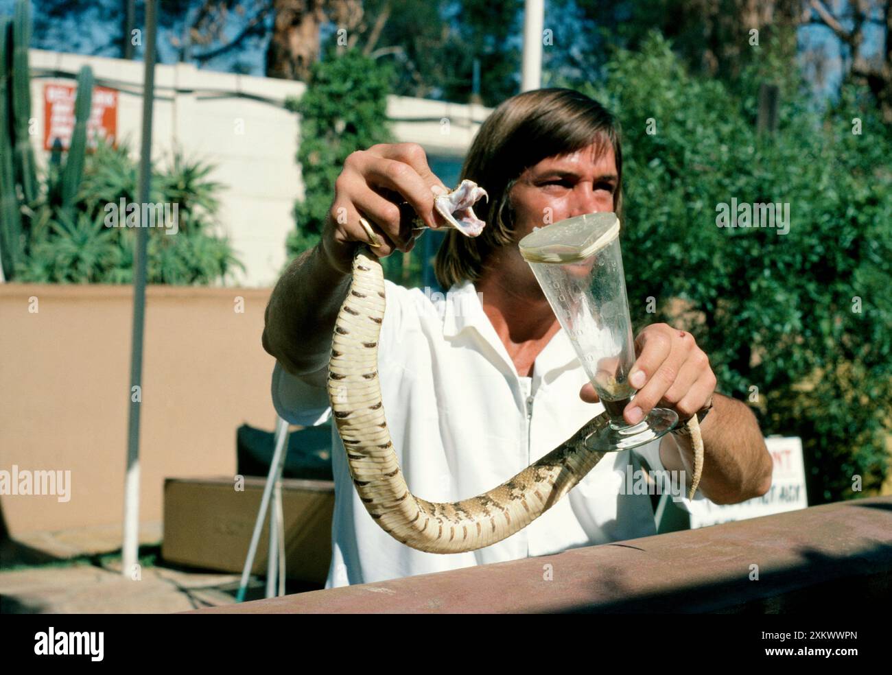 Puff Adder Snake - venom extraction Stock Photo - Alamy