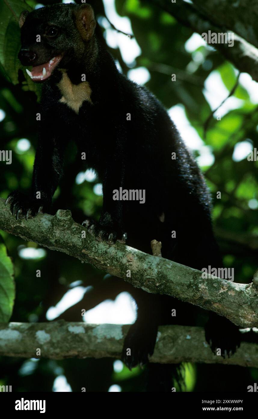 Tayra - male in rainforest Stock Photo - Alamy