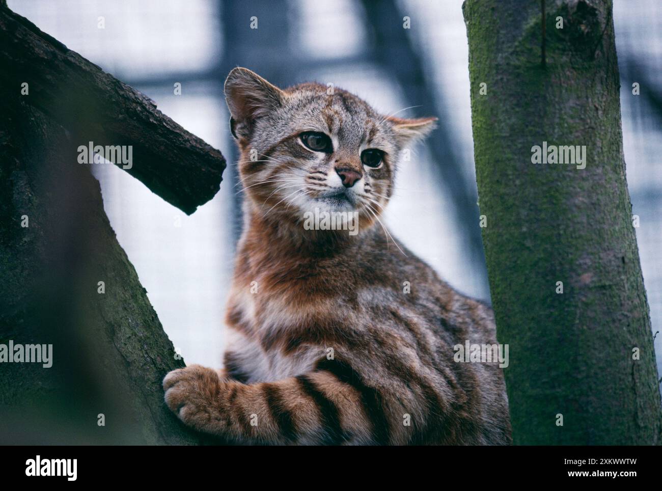 Andean cats hi-res stock photography and images - Alamy