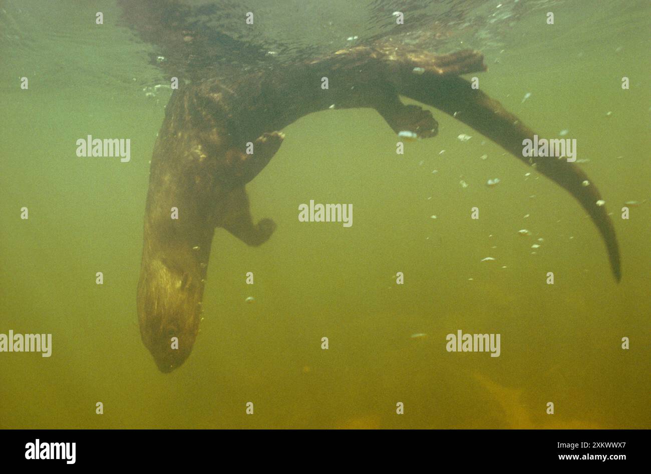 Spot / Spotted - Necked / Speckle - Throated OTTER Stock Photo - Alamy