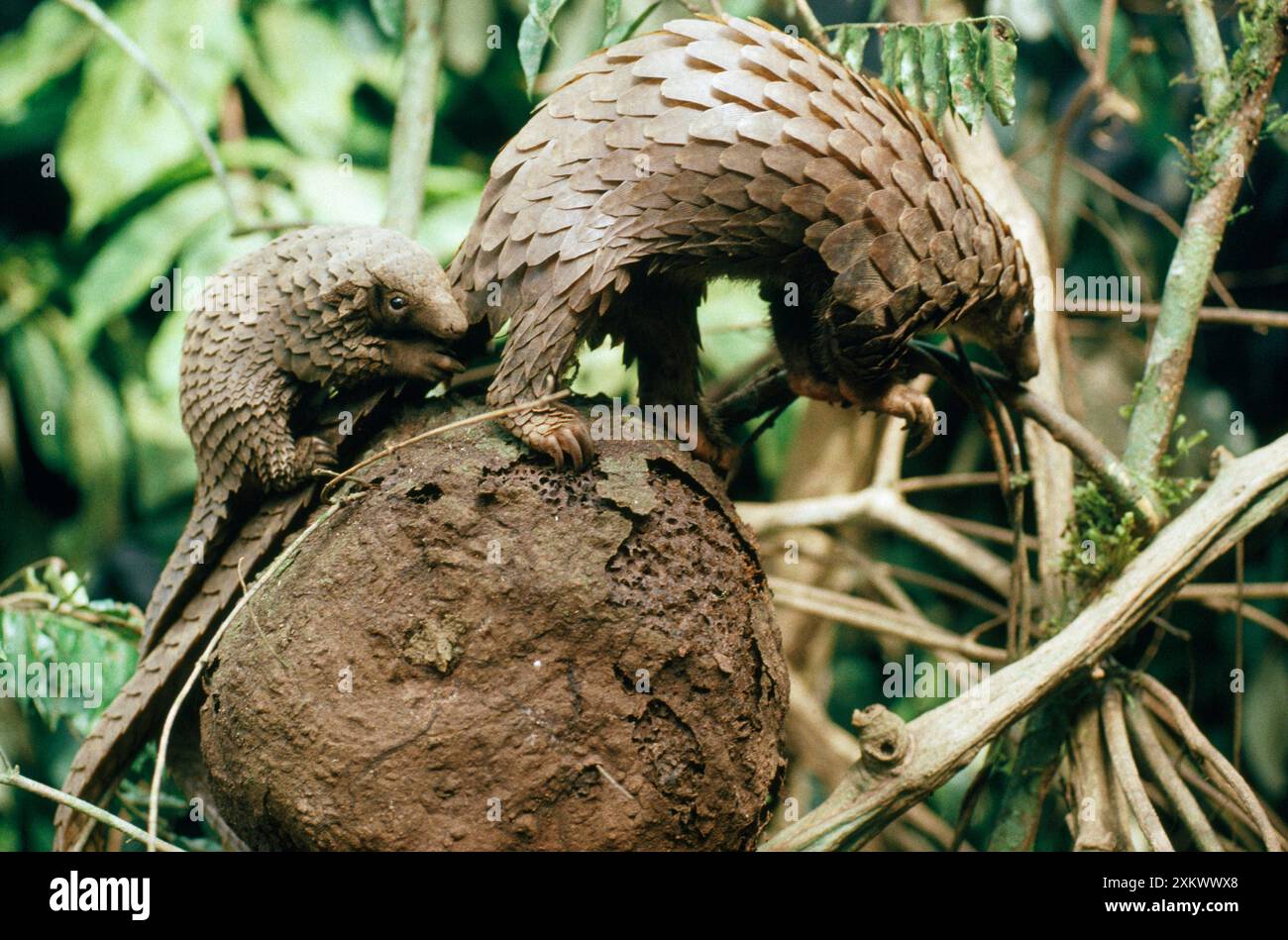 White-bellied / three-cusped Pangolin - with baby Stock Photo - Alamy