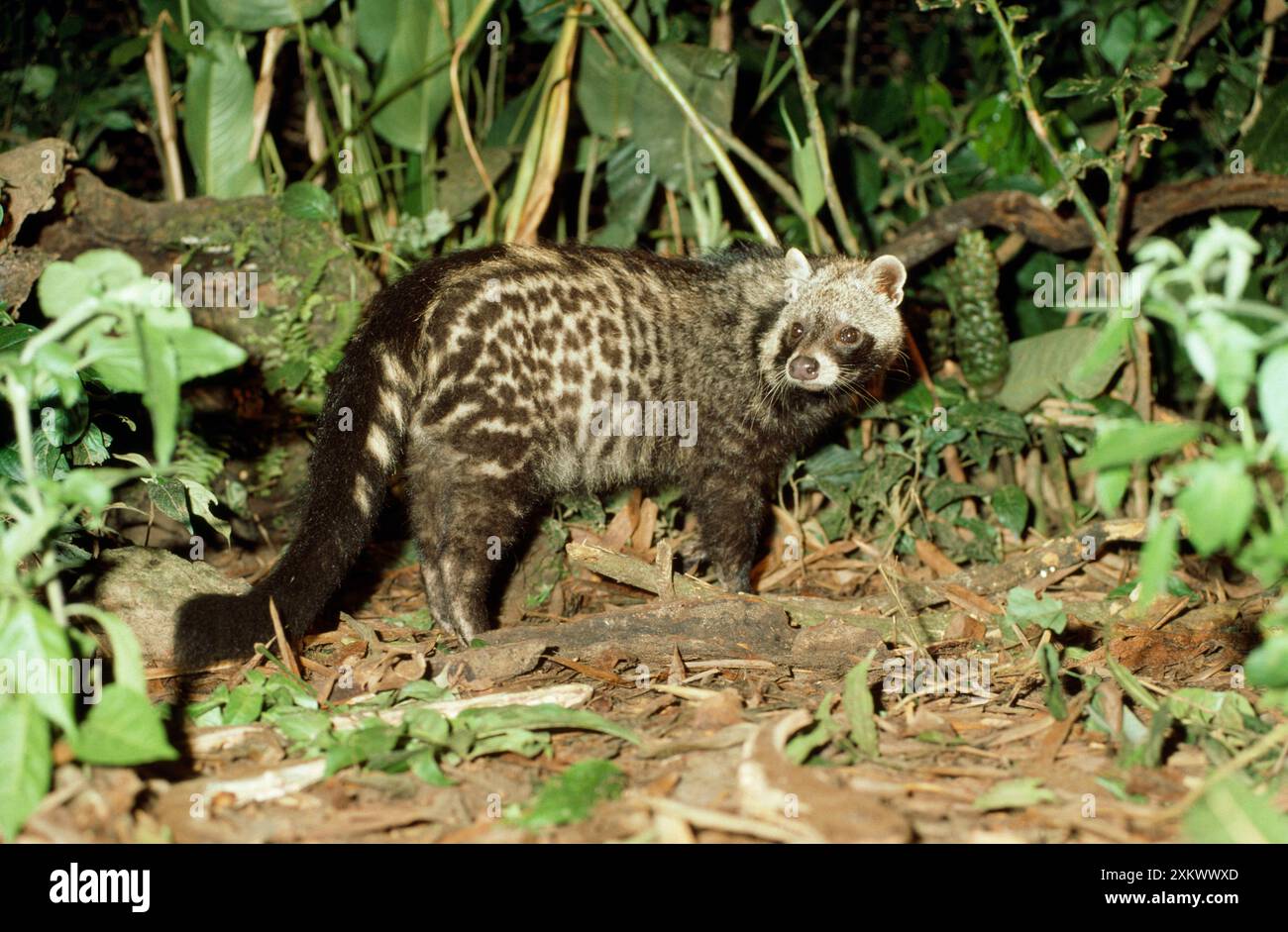 African civet hi-res stock photography and images - Alamy