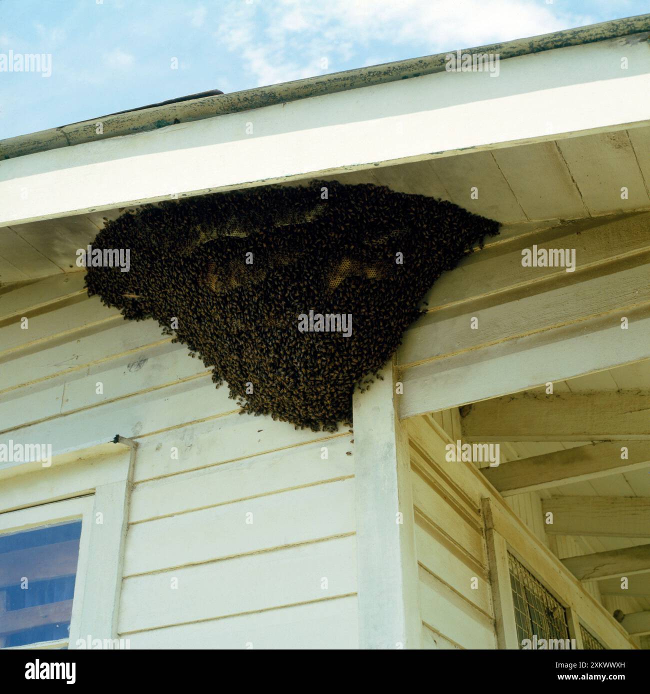 Africanized bee hi-res stock photography and images - Alamy