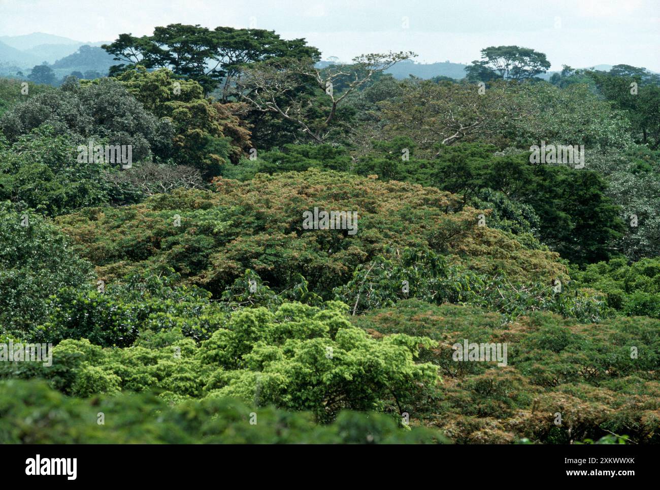 West african forests hi-res stock photography and images - Alamy