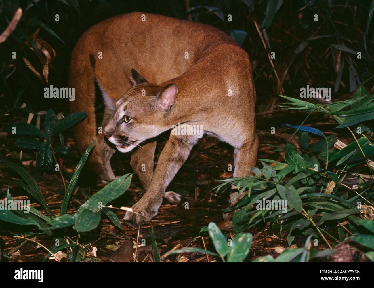 Cougar / Mountain Lion / Puma - In rainforest Stock Photo - Alamy
