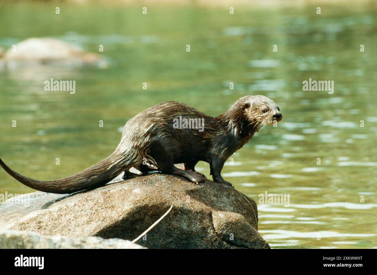 Spotted necked otter hi-res stock photography and images - Alamy