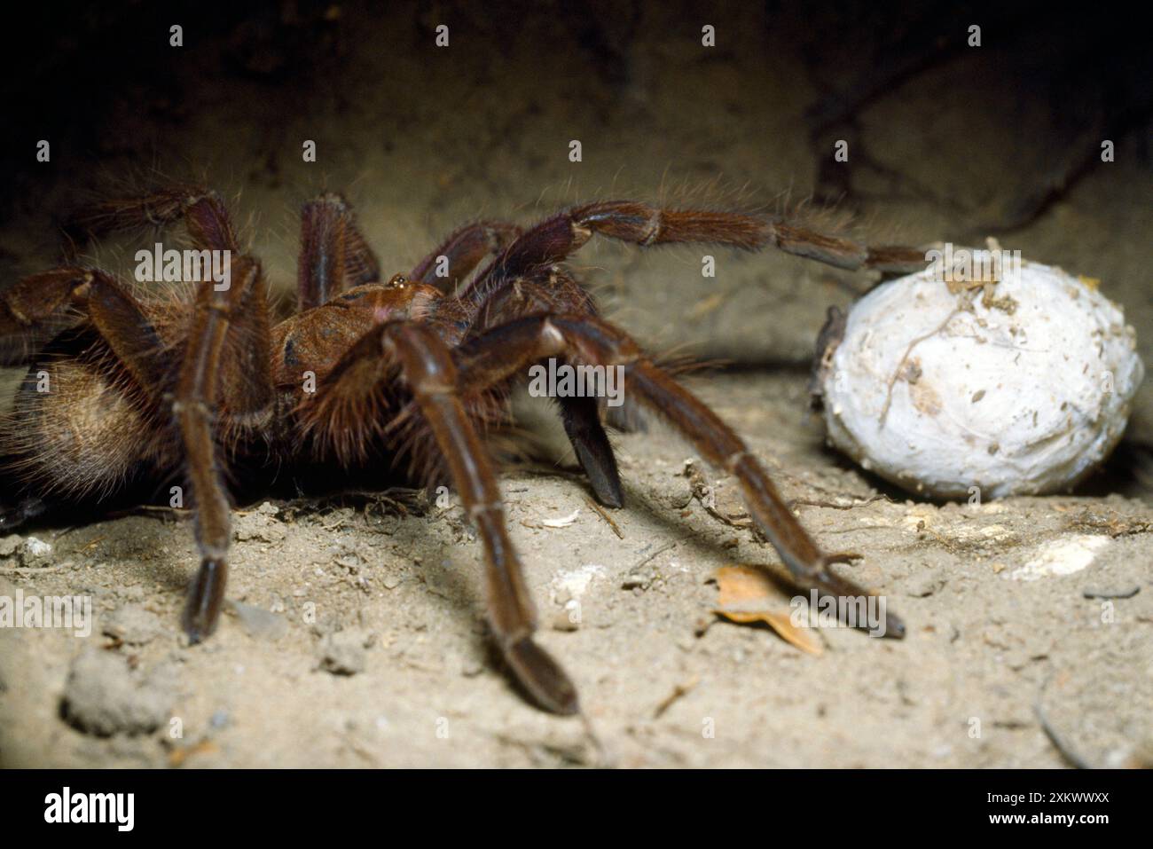 Tarantula / Bird-Eating Spider - with egg case in burrow Stock Photo ...