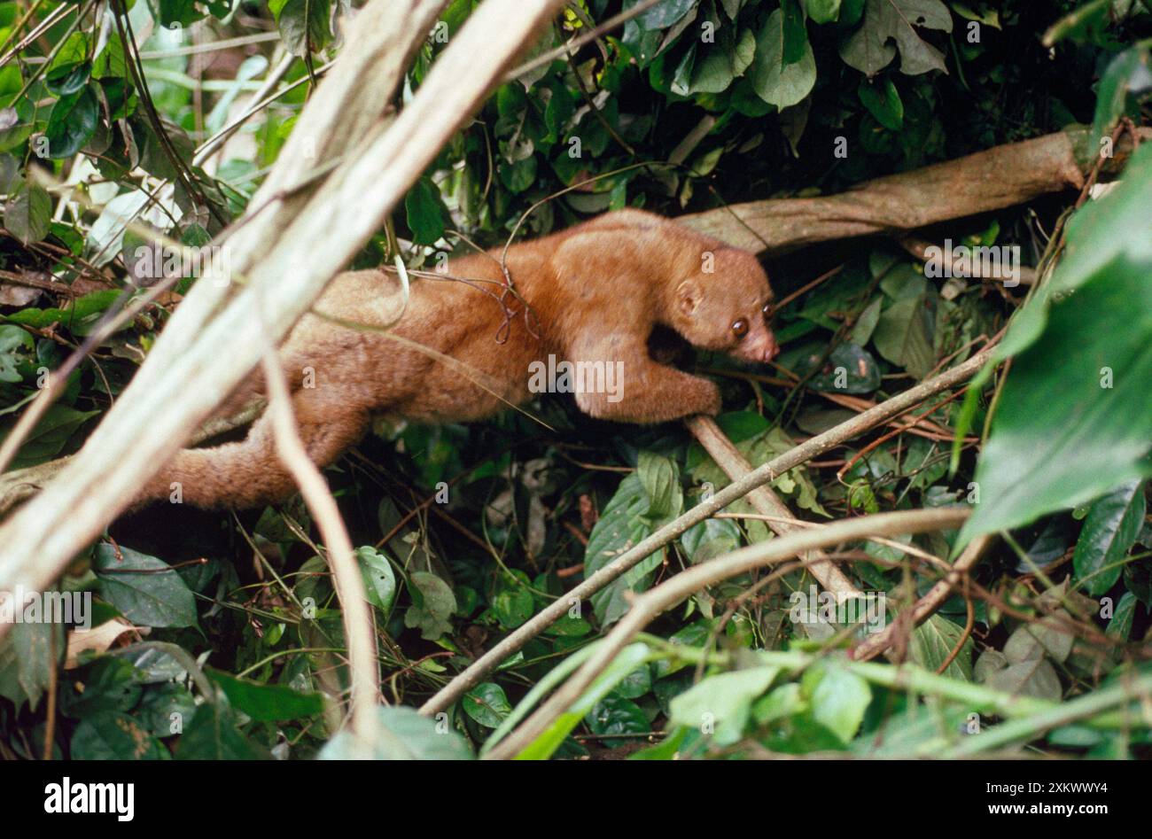 Potto - in rainforest Stock Photo - Alamy