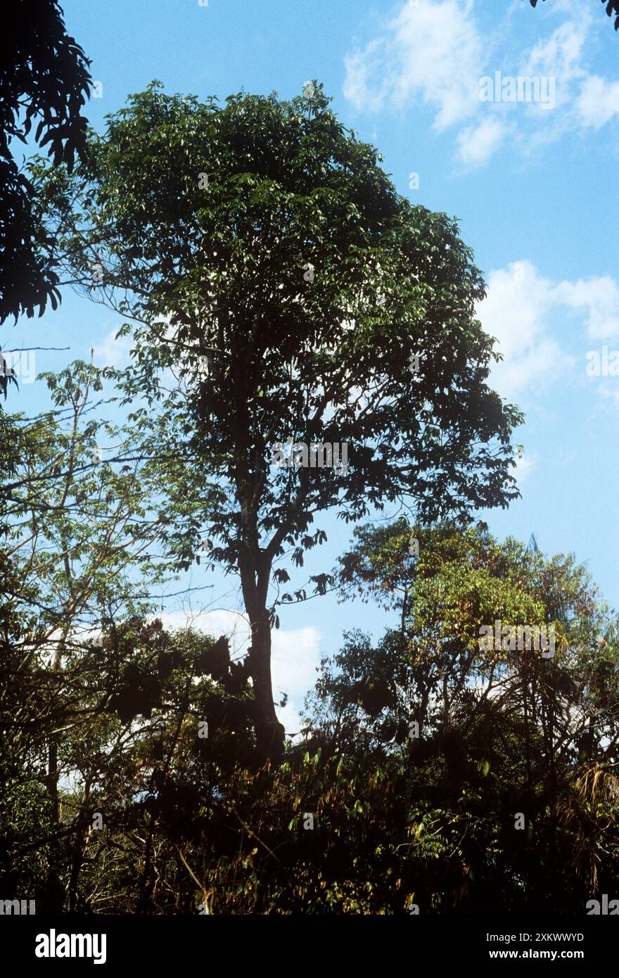 Brazil Nut Tree Stock Photo - Alamy