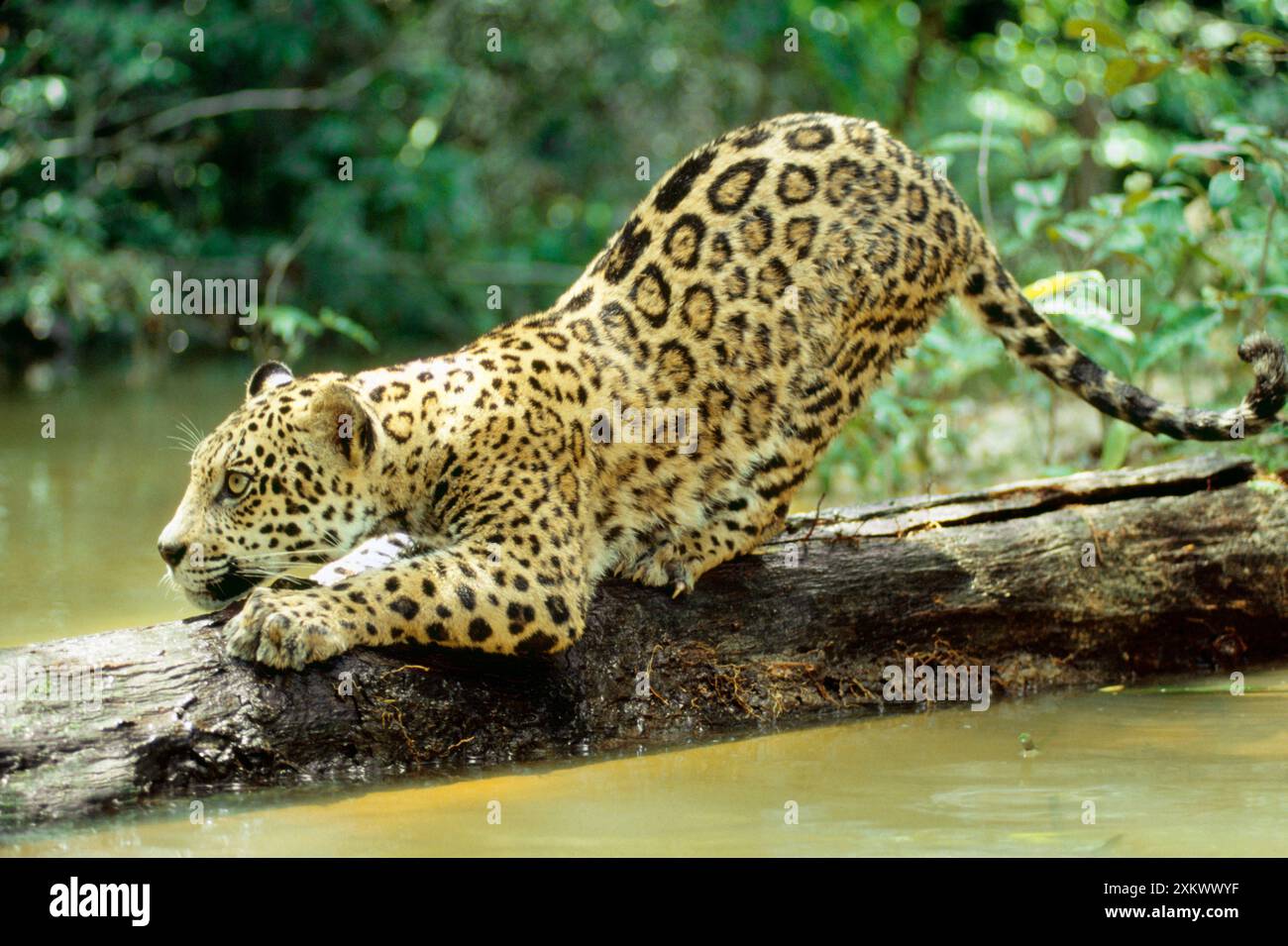 Adult clawing tree hi-res stock photography and images - Alamy