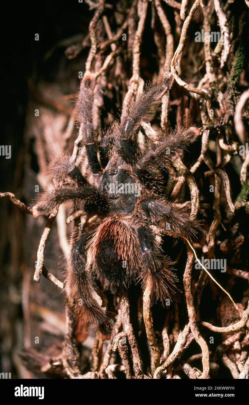Pink-toed / Orange tipped Tarantula / Bird-eating Spider Stock Photo ...