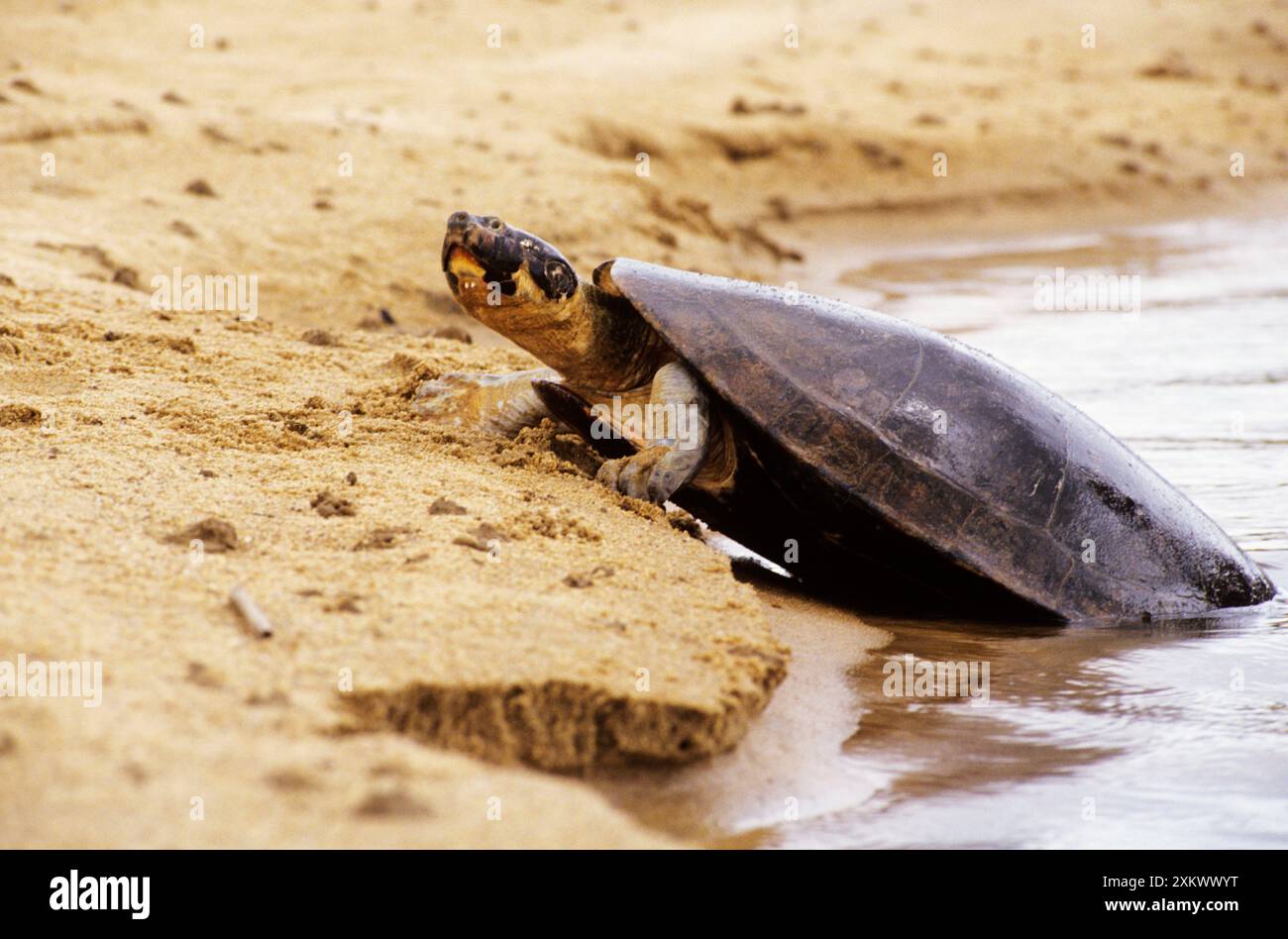 Expansa Turtle - sun basking prior to nesting Stock Photo - Alamy