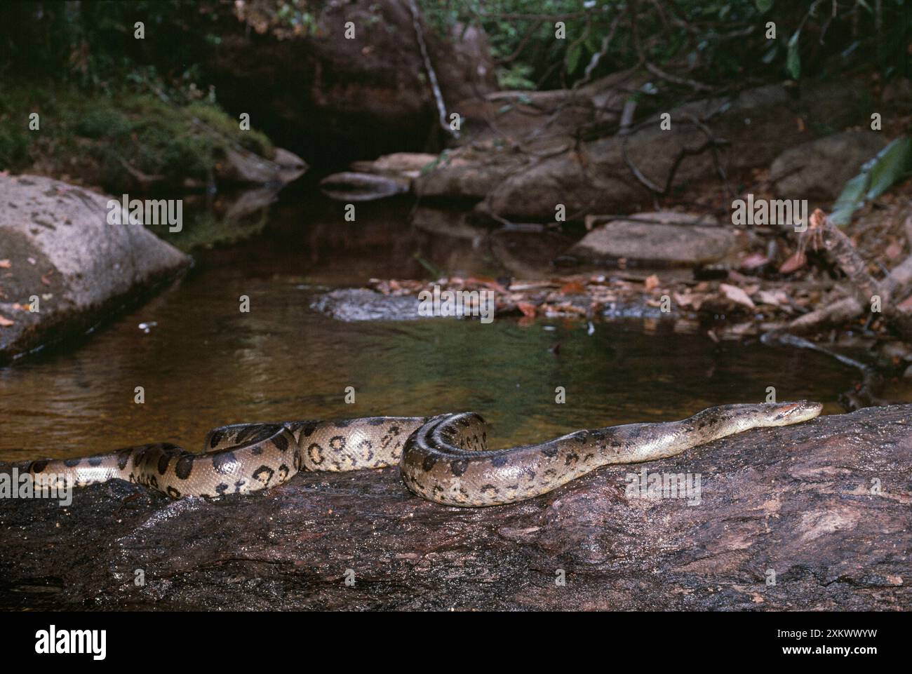 Anacondas snakes hi-res stock photography and images - Alamy