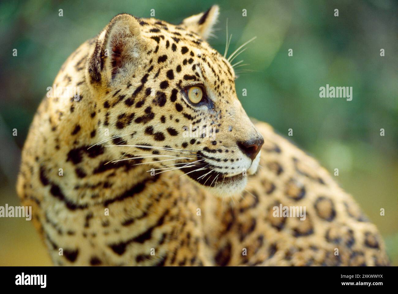 Jaguar heads hi-res stock photography and images - Alamy