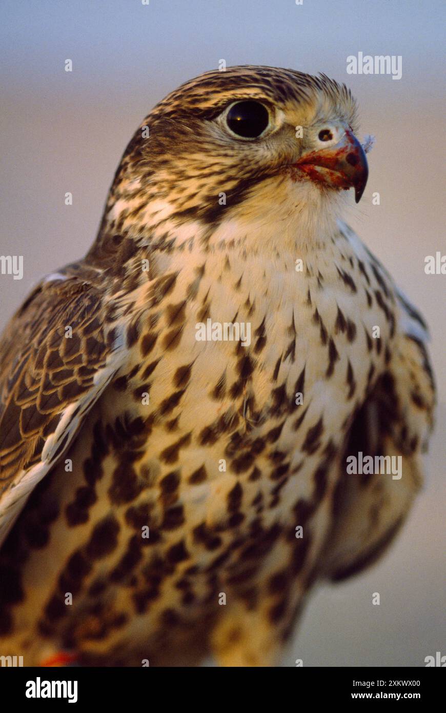 Saker Falcon - with blood on beak after kill Stock Photo - Alamy