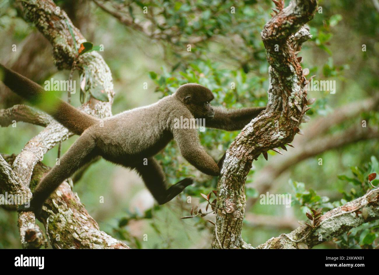 HumboldtÕs Woolly / Brown-headed MONKEY - In canopy Stock Photo - Alamy