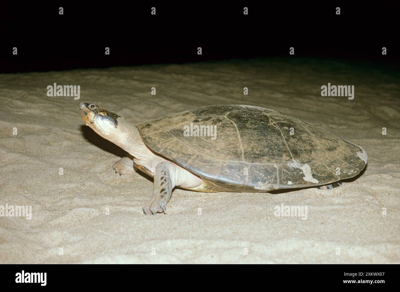 Turtles nesting beach hi-res stock photography and images - Alamy
