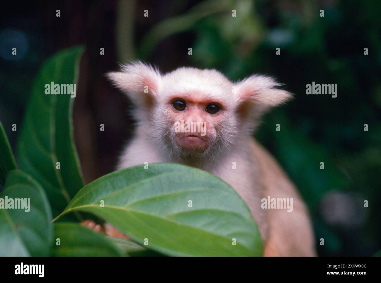 Tassel eared marmoset hi-res stock photography and images - Alamy