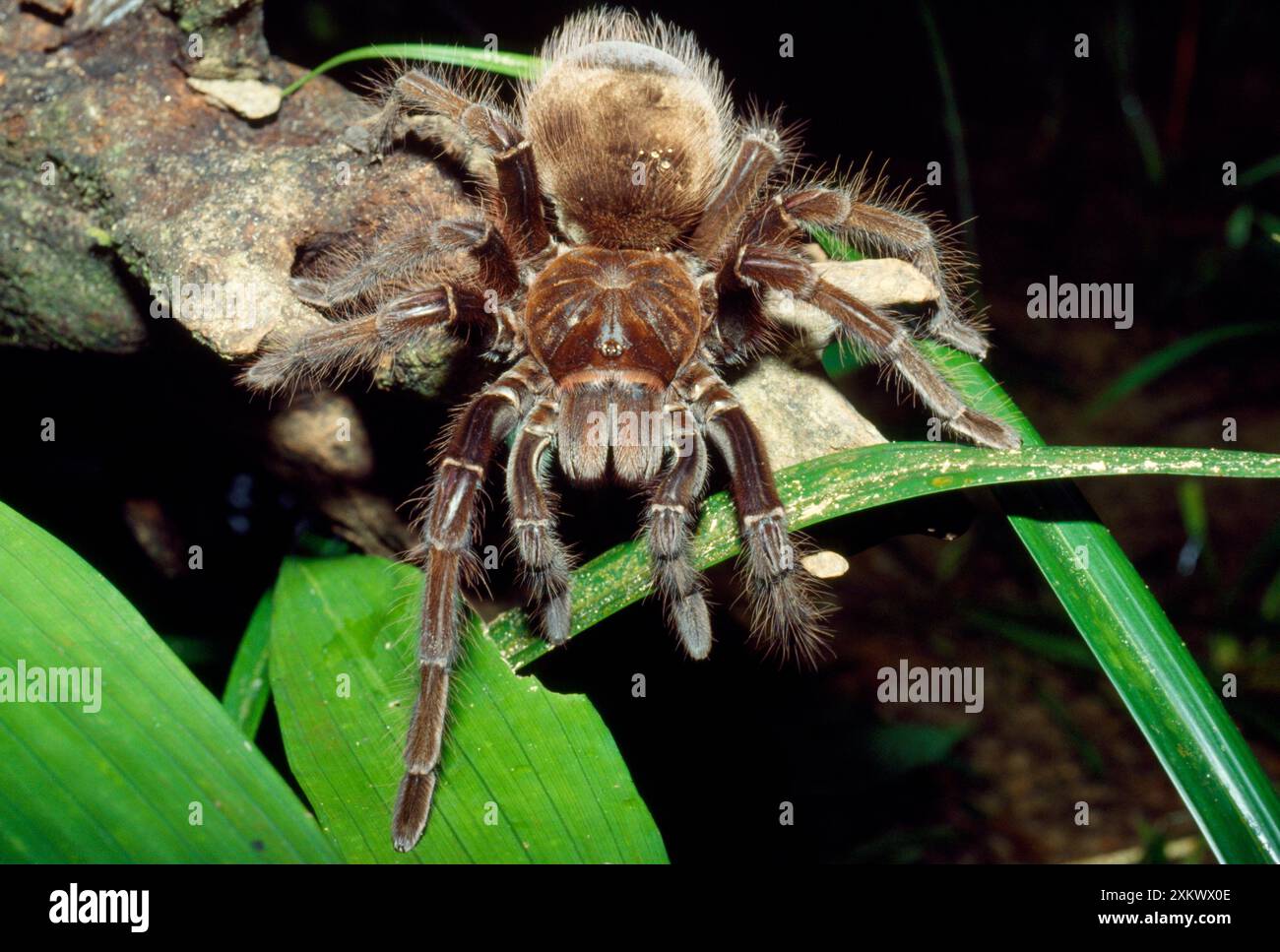 Goliath tarantula hi-res stock photography and images - Alamy