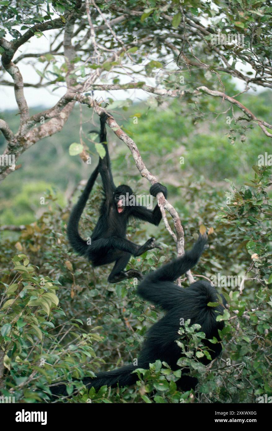 Long haired monkey hi-res stock photography and images - Alamy