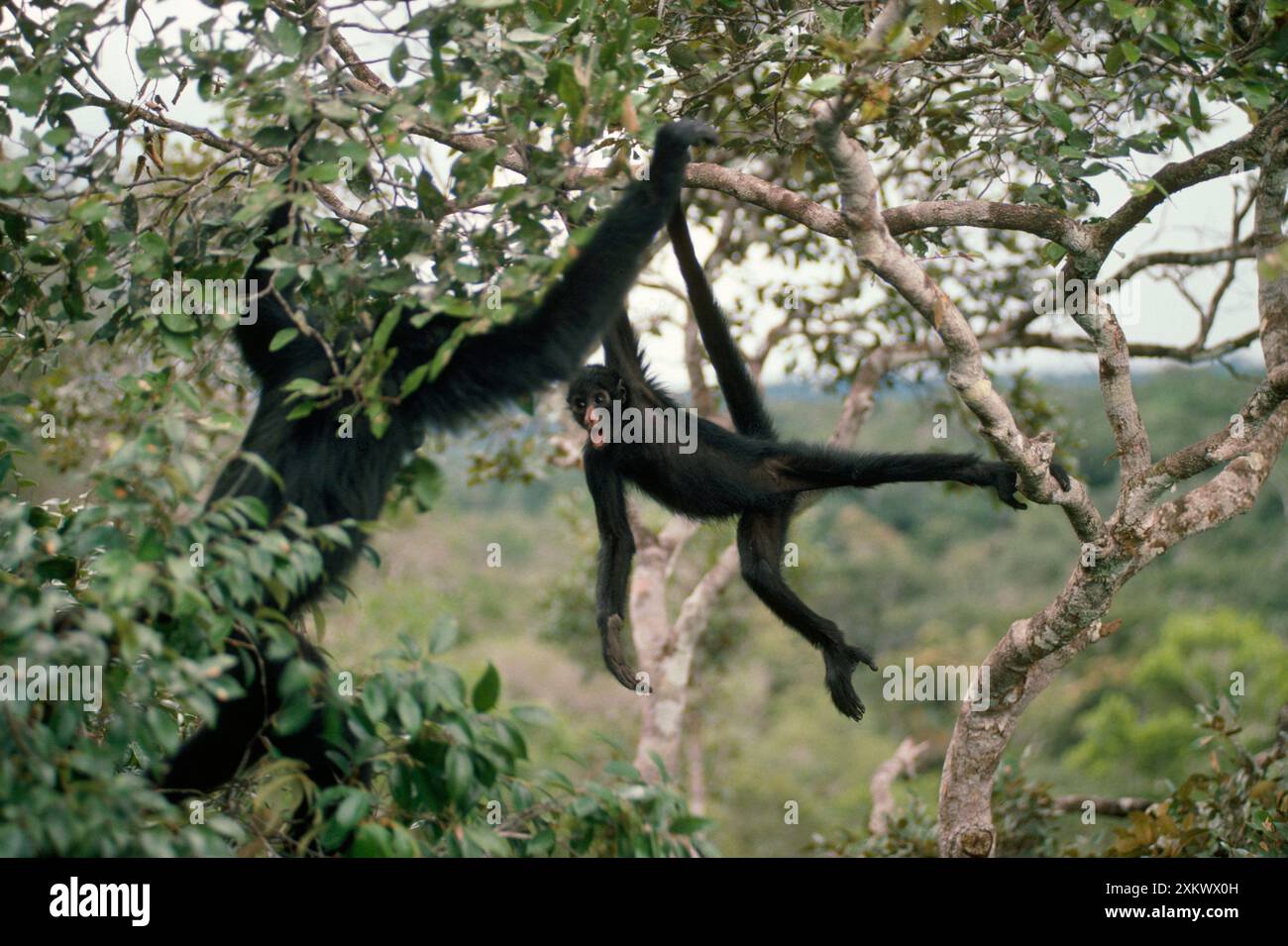 Amazon rainforest spider monkey hi-res stock photography and images - Alamy