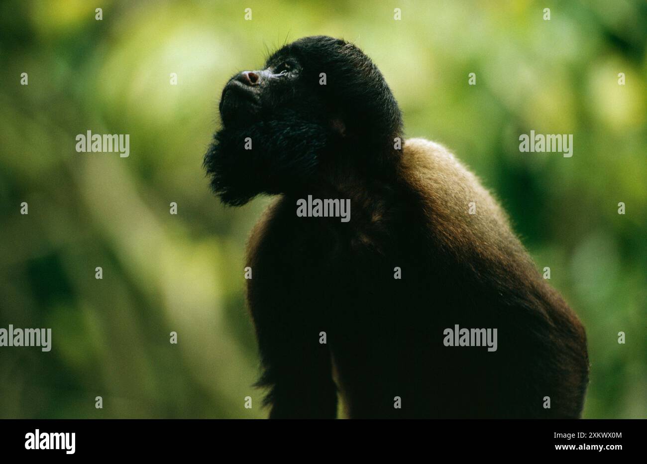 BEARDED SAKI MONKEY - looking up Stock Photo - Alamy