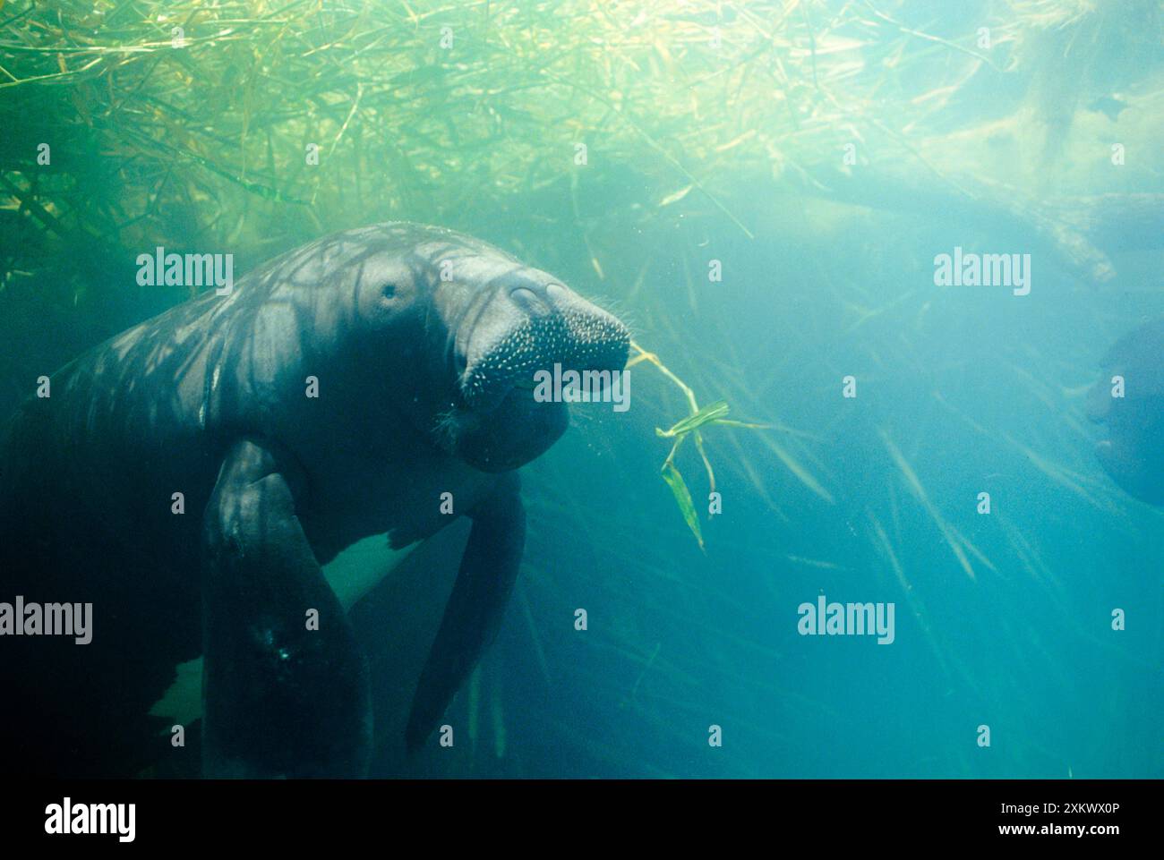 Manatee Eating Shark