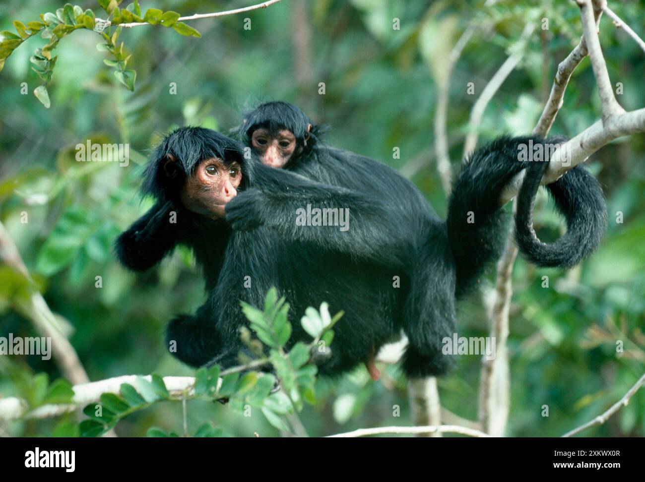 Adult and baby spider monkeys hi-res stock photography and images - Alamy