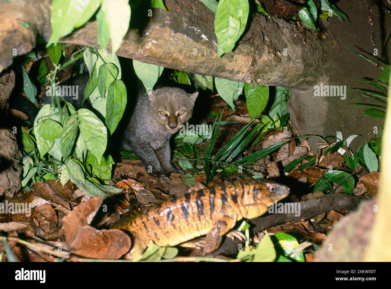 JAGUARUNDI - and Tegu Lizard, by den Stock Photo - Alamy