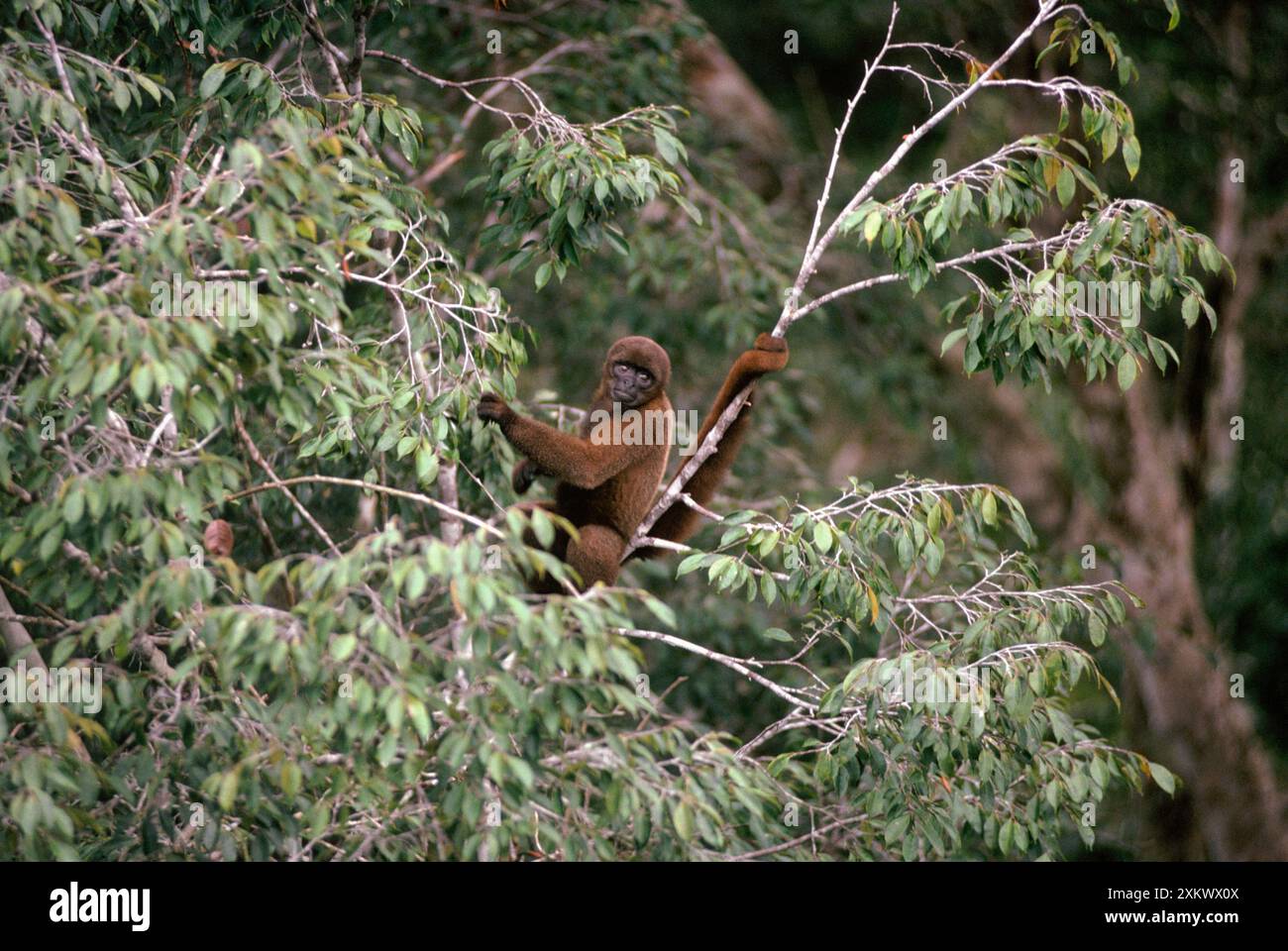 Woolly monkeys brazil hi-res stock photography and images - Alamy