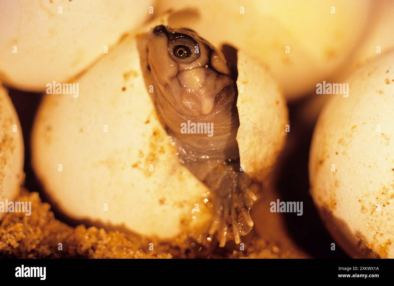Hatching baby turtles hi-res stock photography and images - Alamy