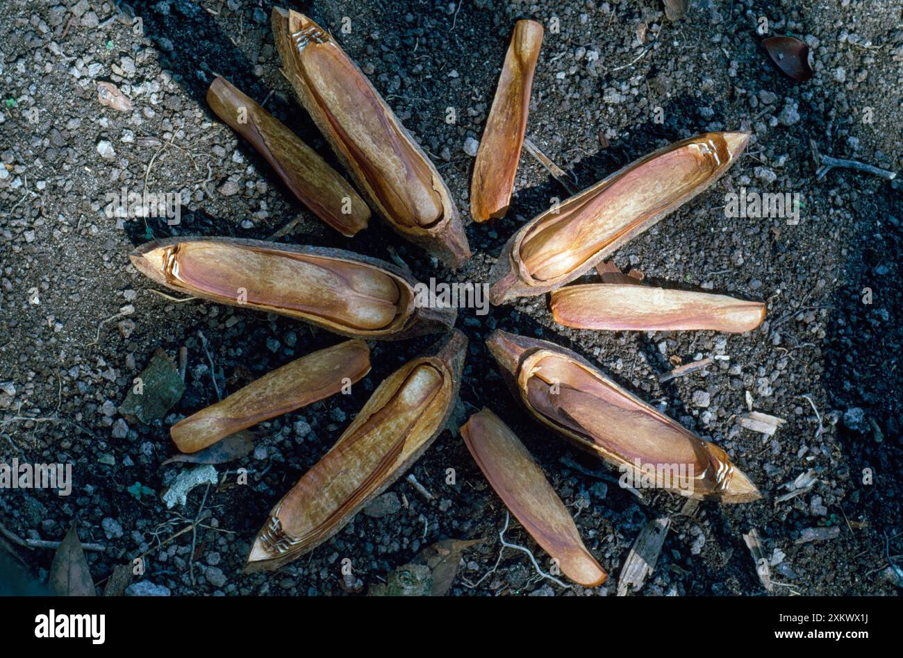 Mahogany Tree Seed Pod - opened to reveal design Stock Photo - Alamy