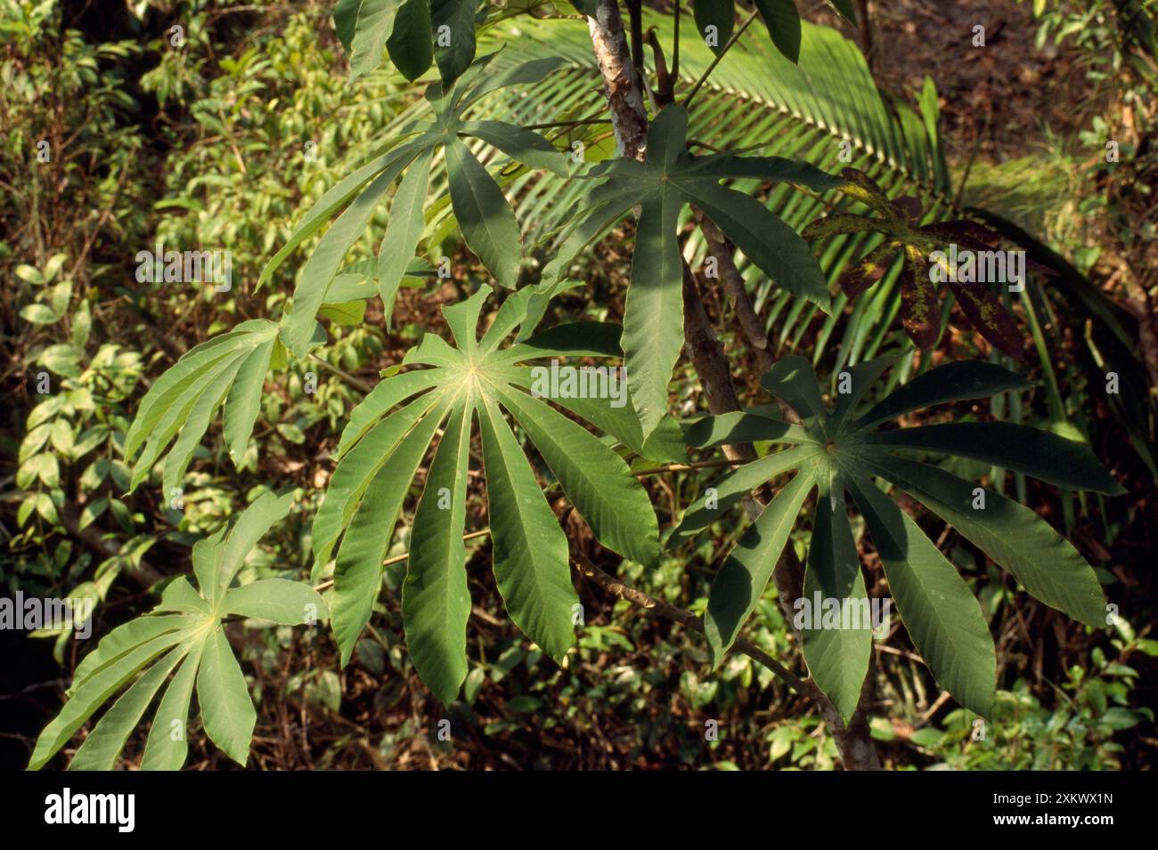 Leaf leaves cecropia tree hi-res stock photography and images - Alamy