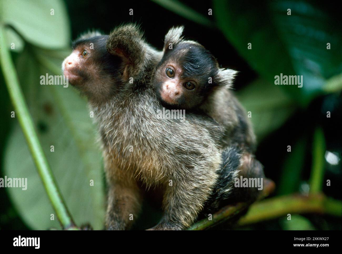 Maues Tassel-ear Marmoset - male carrying baby Stock Photo - Alamy