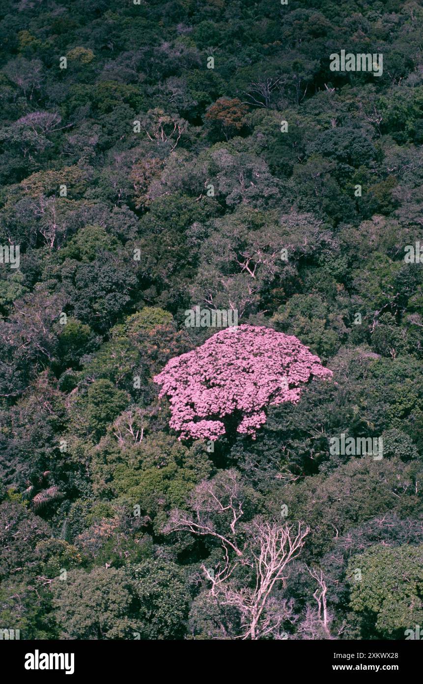 Rainforest - flowering couratari crown emergent Stock Photo - Alamy