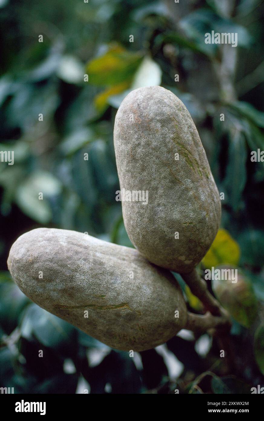 Mahogany tree brazil hi-res stock photography and images - Alamy
