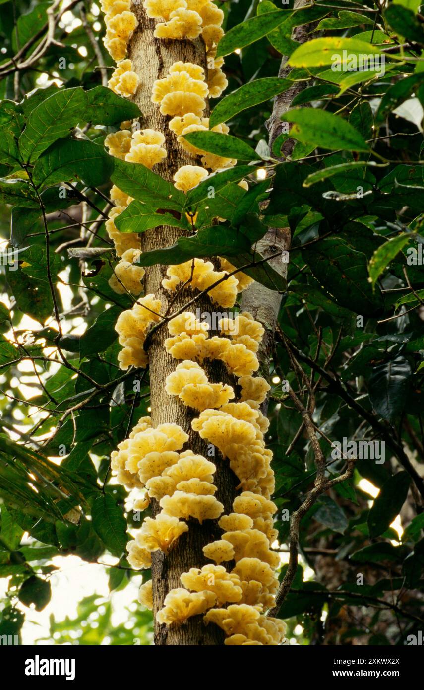 Upper tree canopy hi-res stock photography and images - Alamy