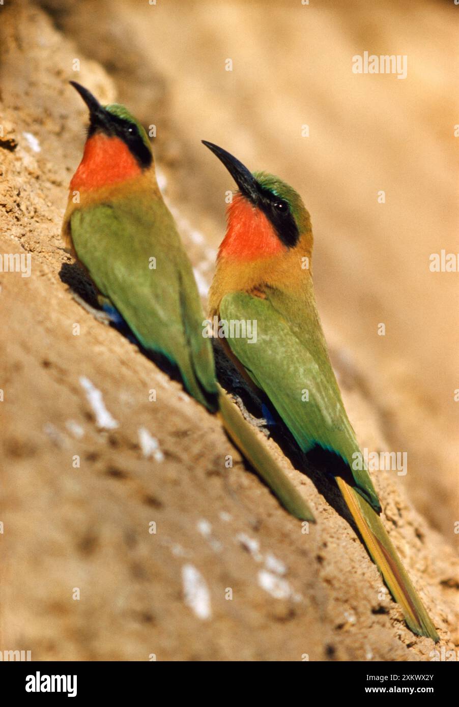 Red with bee hi-res stock photography and images - Alamy