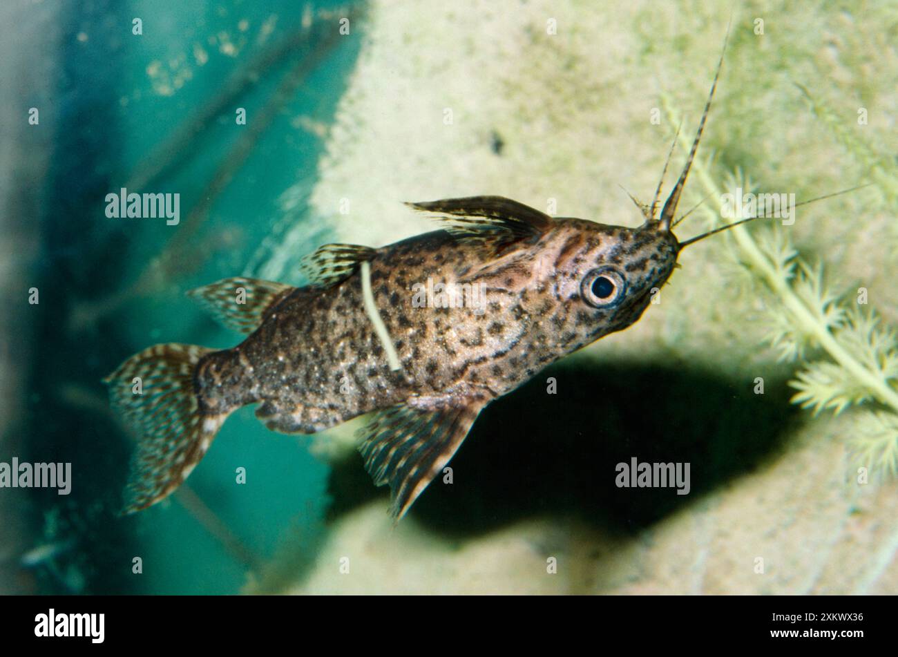 Catfish water down hi-res stock photography and images - Alamy
