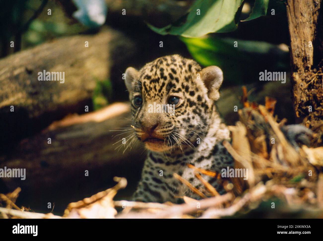 Bebe Jaguar Da Floresta Tropical