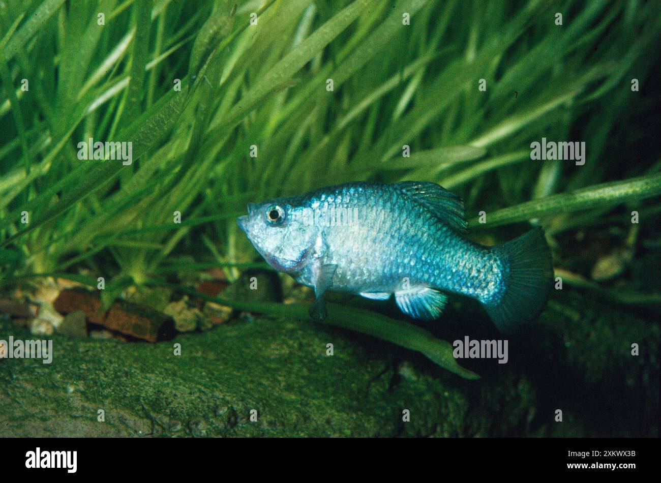 Desert Pupfish - male endemic species to Death Valley (Cyprinodon ...
